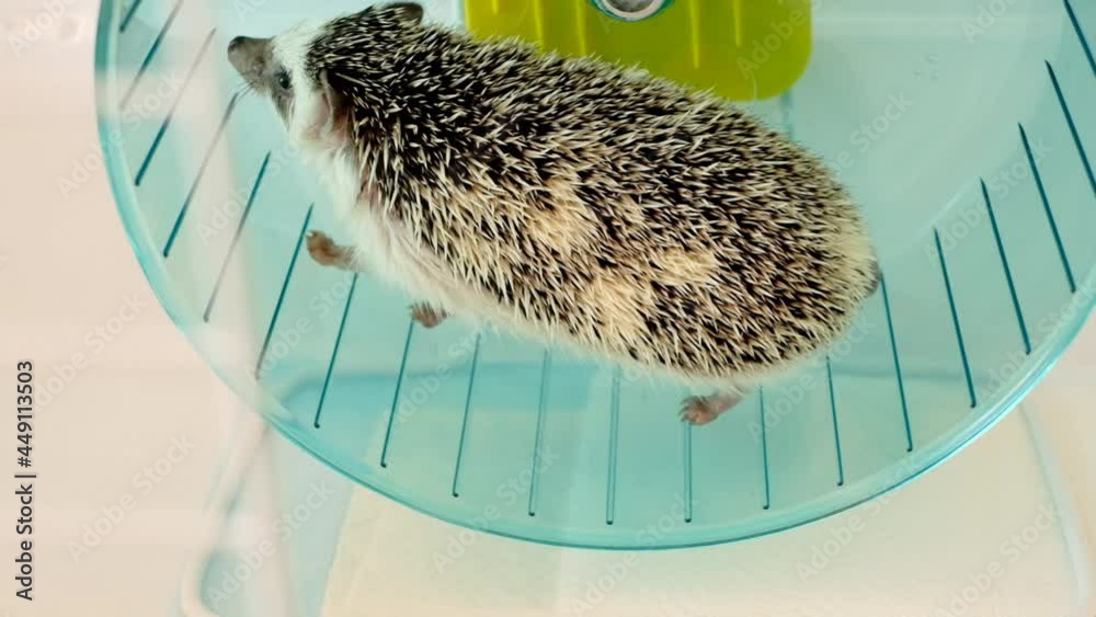 Vidéo Stock Hedgehog in a running wheel. Sports African pygmy hedgehog ...