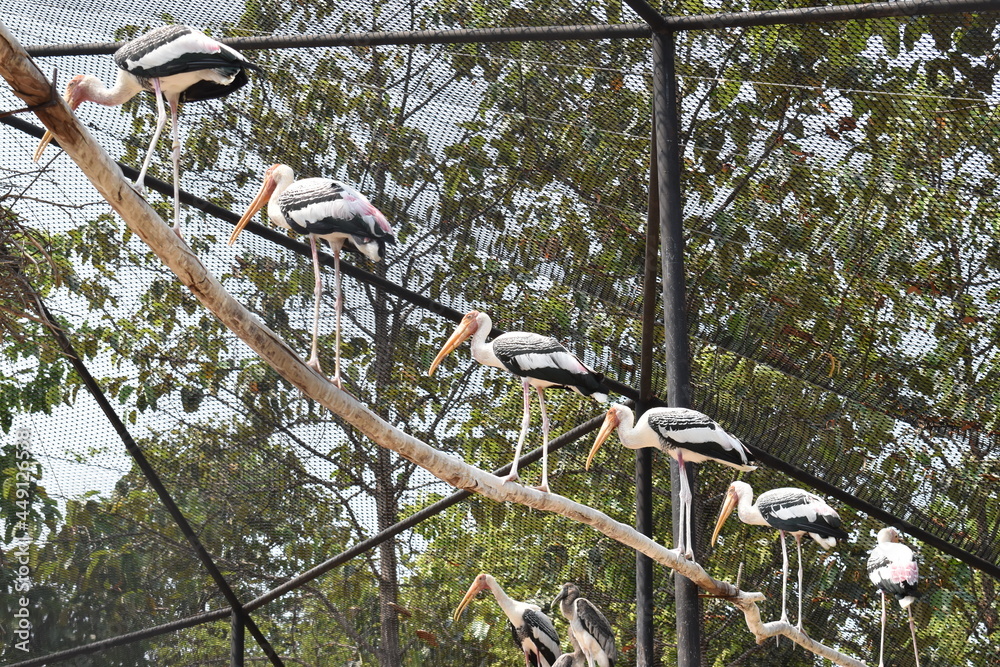 A group of Painted Stork is standing in one row on a tree branch ...