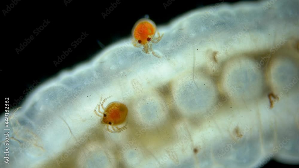 Hydrachnidia mite larva and Hydrophilidae larva under a microscope. A ...