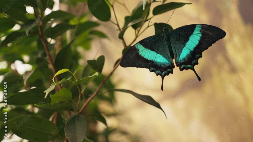 A butterfly Papilio buddha resting on the branches of a tree. The ...