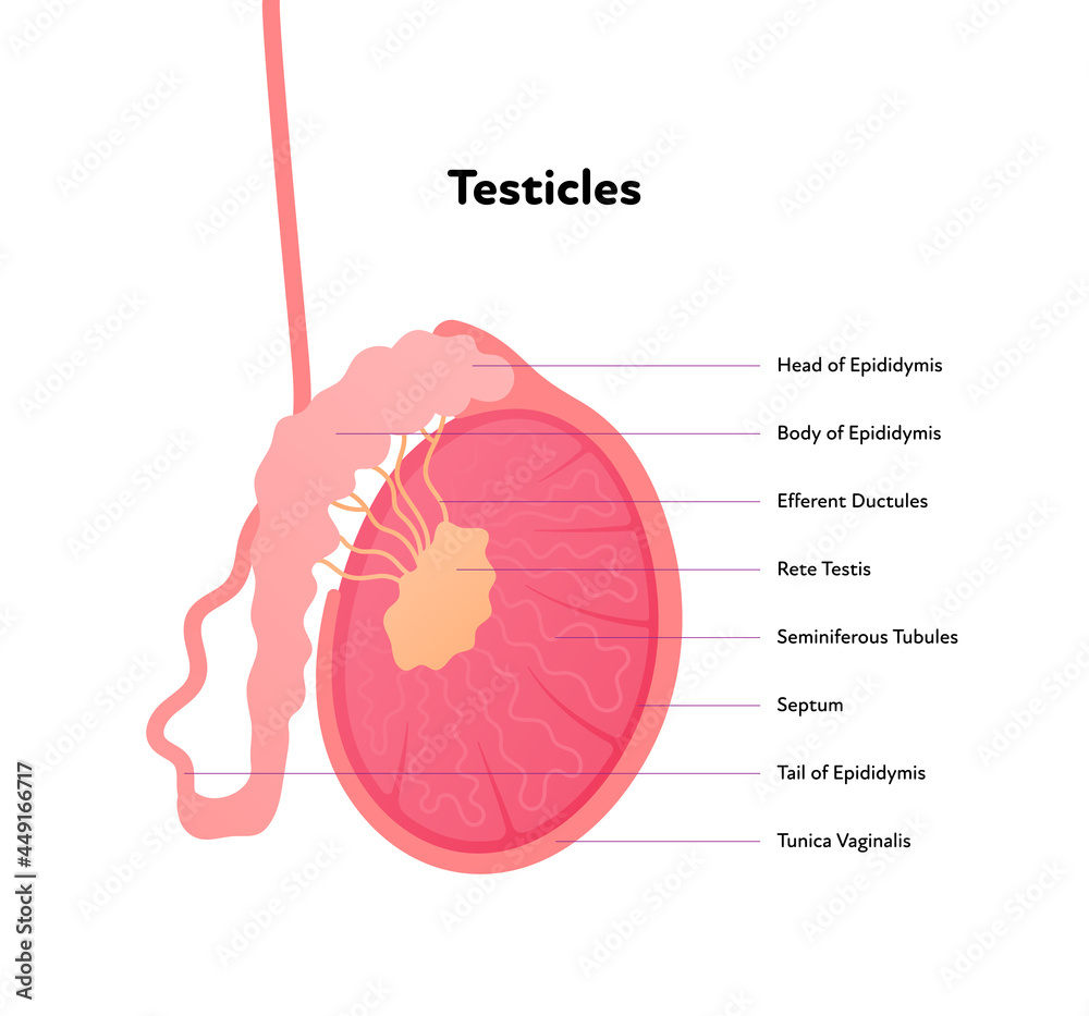 Human Reproductive System Anatomy Inforgaphic Chart Vector Flat Human Reproductive System Anatomy Inforgaphic Chart Vector Flat