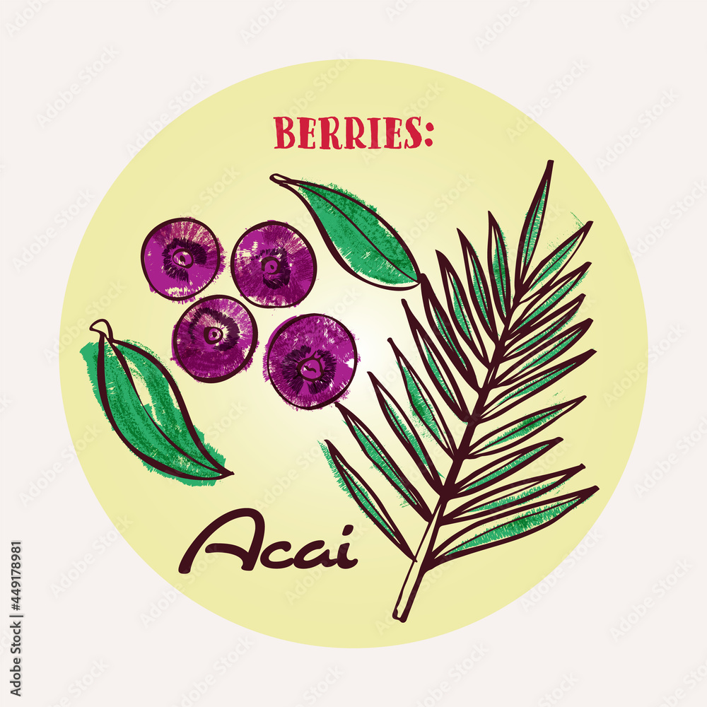 Acai berry line art and color hand-drawn vector illustration. Rough ...