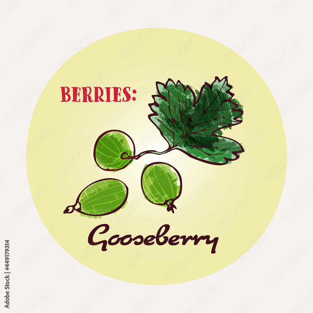 Gooseberry line art and color hand-drawn vector illustration. Rough ...