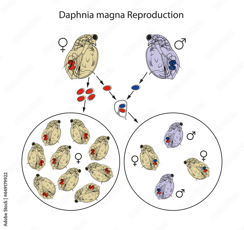 Daphnia use a combined strategy of asexual and sexual reproduction ...