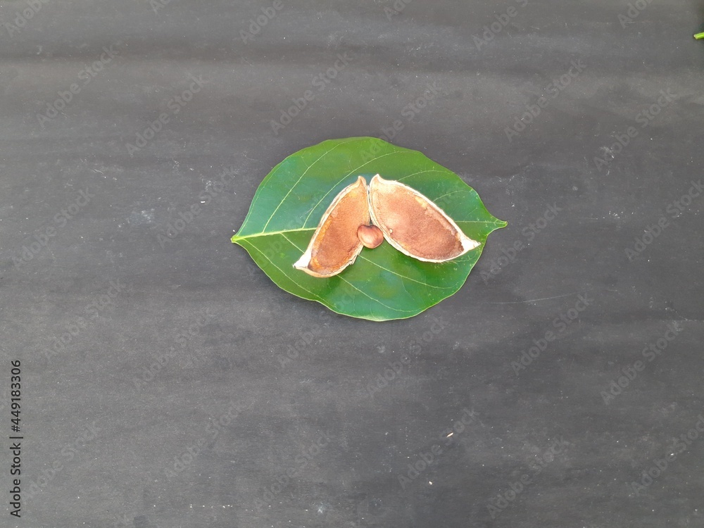 Millettia pinnata is a species of tree in the pea family, Fabaceae ...