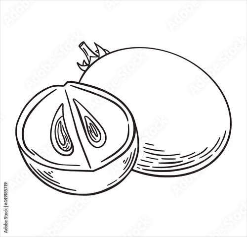 Chikoo exotic tropic fruit hand drawn sketch style isolated on white ...
