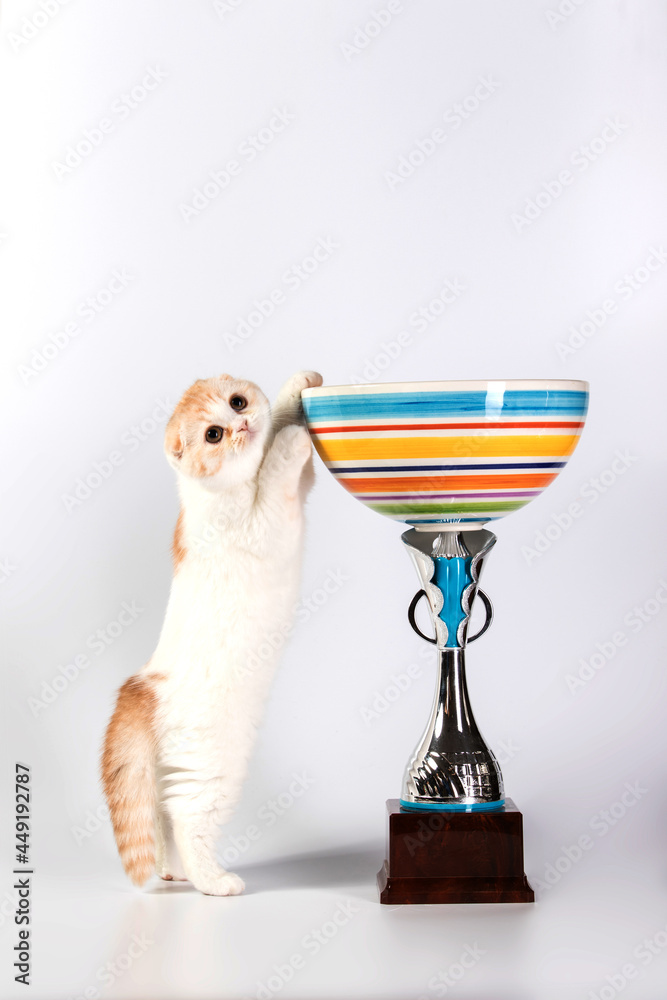Purebred kitten of a British cat near a beautiful prize cup. Stands on ...