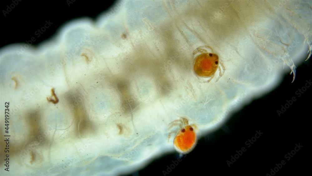 Larva mite Hydrachnidia and Hydrophilidae larva under a microscope. The ...