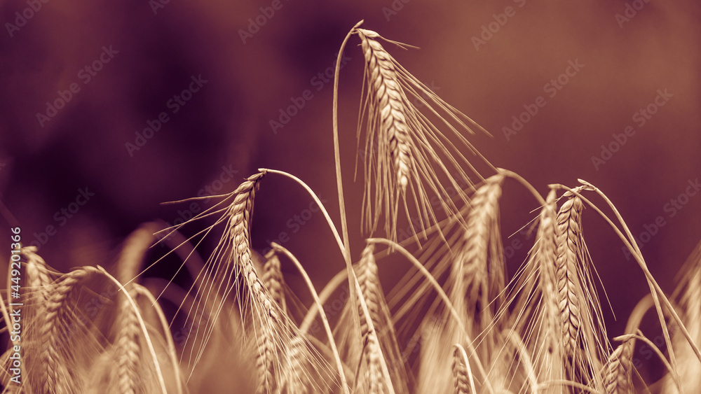 Espigas de escanda en un cultivo en el campo Stock Photo | Adobe Stock