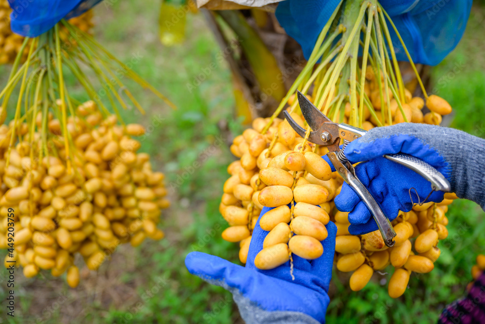 close-up photo Asian elderly farmer Holding fresh yellow dates and ...