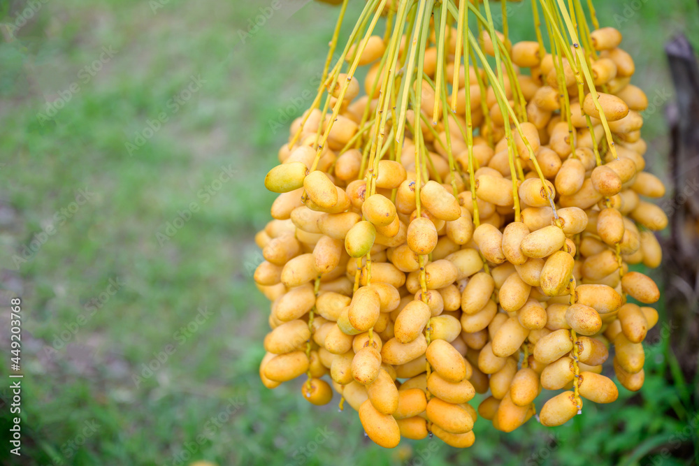 close-up photo Asian elderly farmer Holding fresh yellow dates and ...