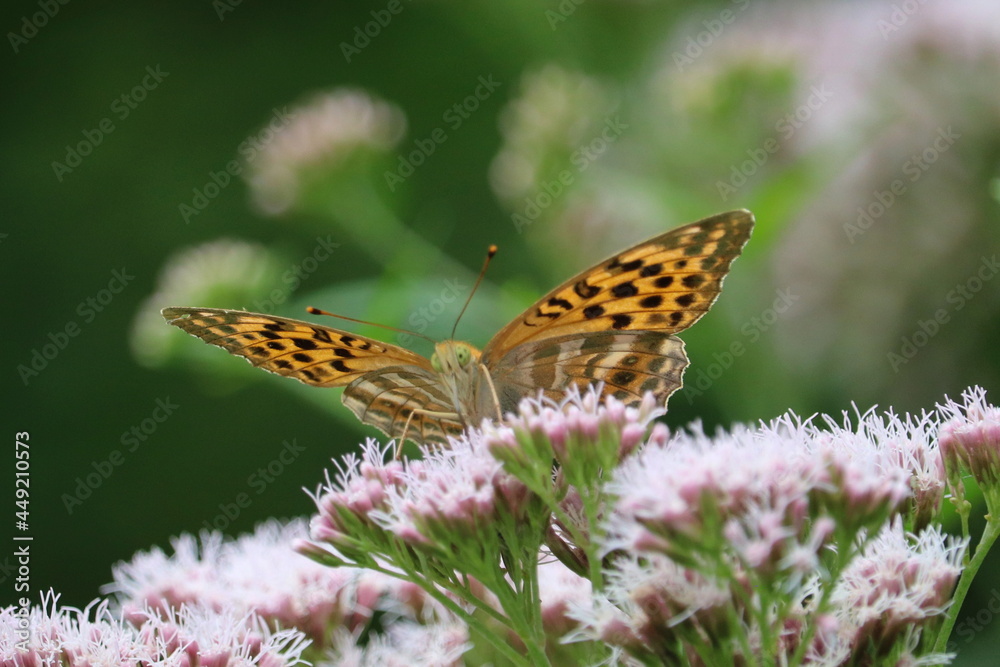 Motyl z rodziny rusałkowatych Stock Photo | Adobe Stock