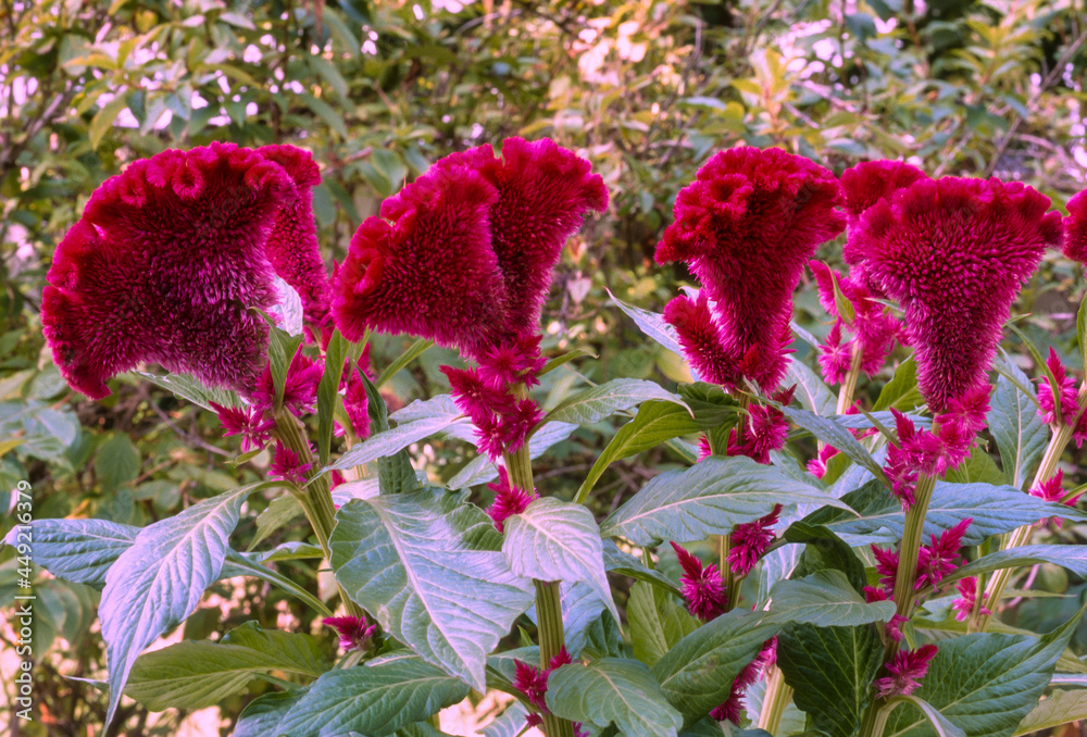 Crête de coq, Celosia cristata Stock Photo | Adobe Stock