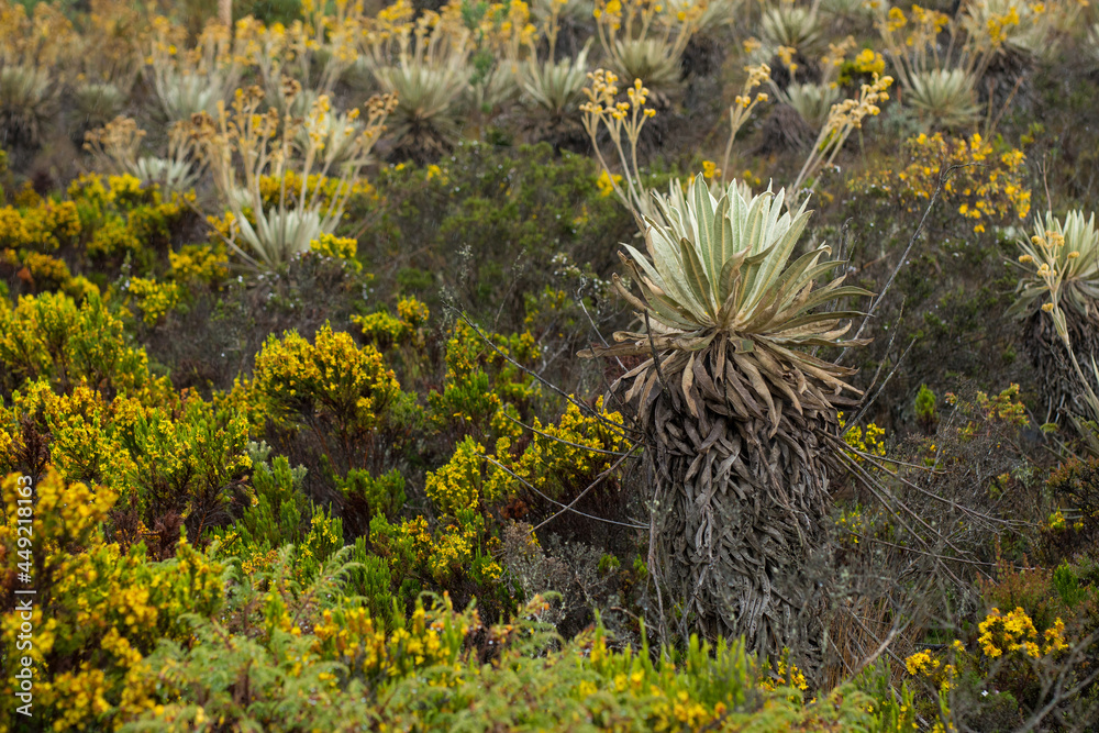 photograph of a native plant of the páramo, intertropical alpine ...