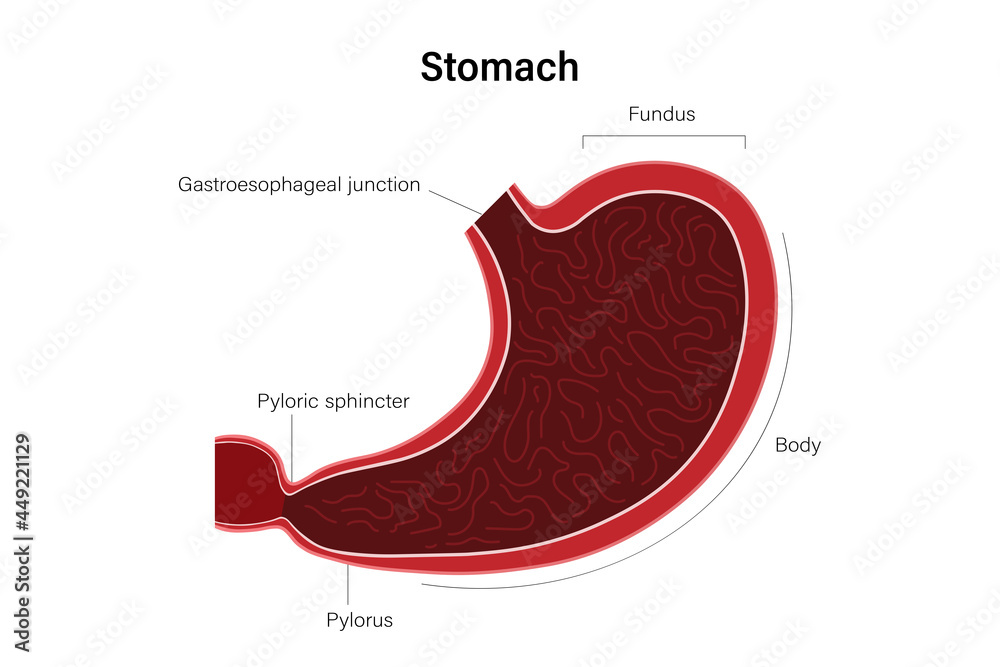 Diagram of human stomach vector. Digestive Organ. Internal organ ...