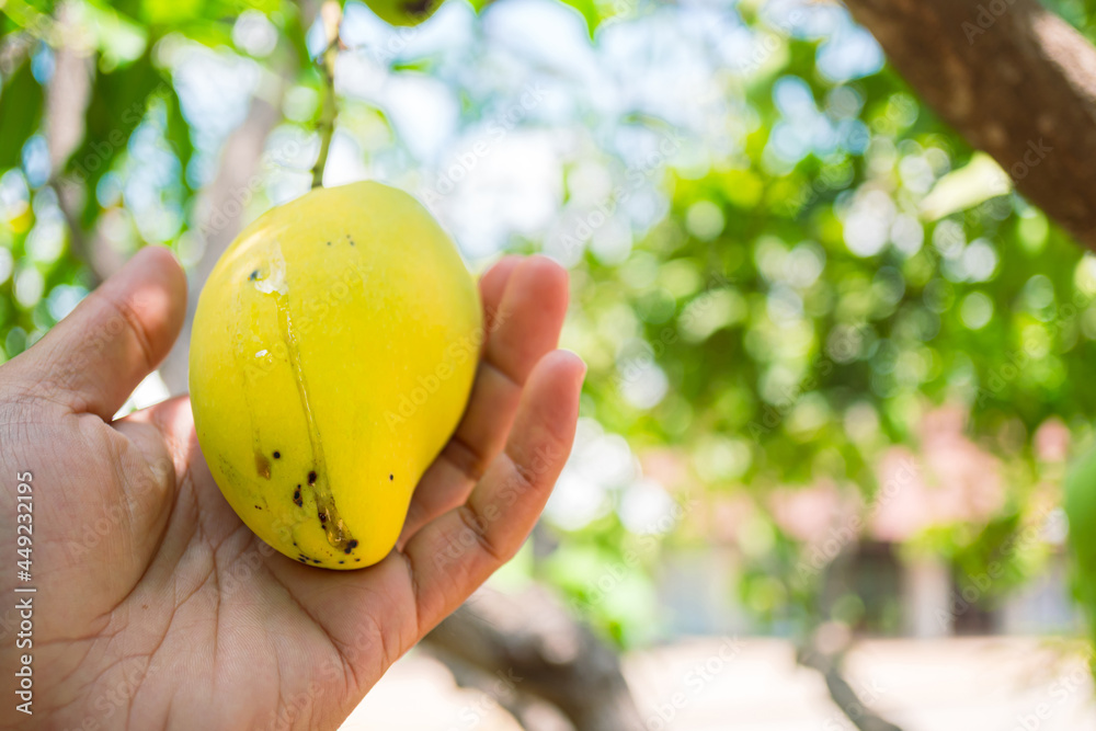Ripe mangos rot in the hands of the farmer, The mango was pierced by ...