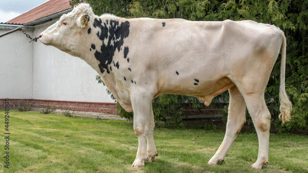 Beautiful breeding bull in the farm corral. The bull-producer in the ...