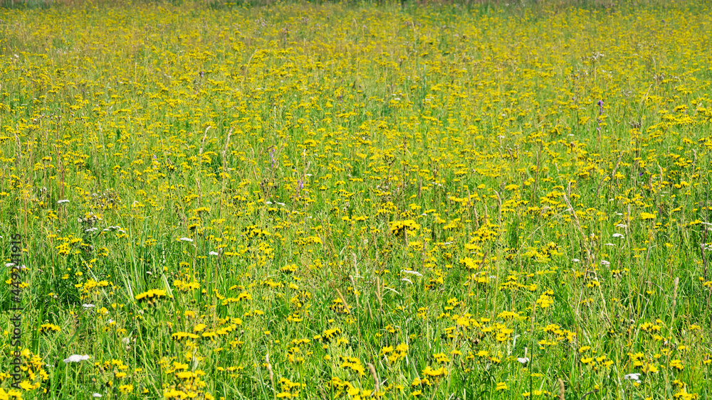 Abandoned fields (long term fallow) are heavily overgrown with weeds ...