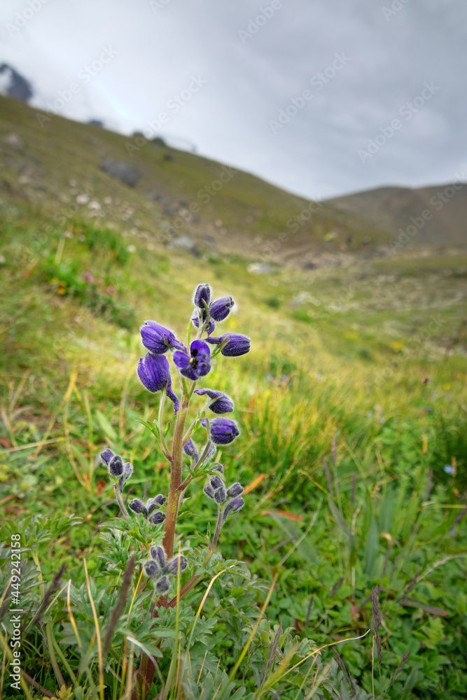 Aconite (Wolfsbane, Aconitum napellus) in alpine meadows of Caucasus ...