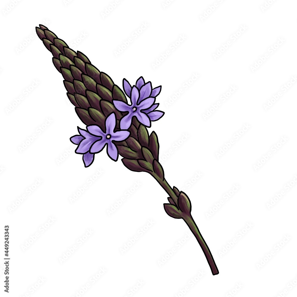 drawing flowers of Verbena officinalis, vervain, isolated at white ...