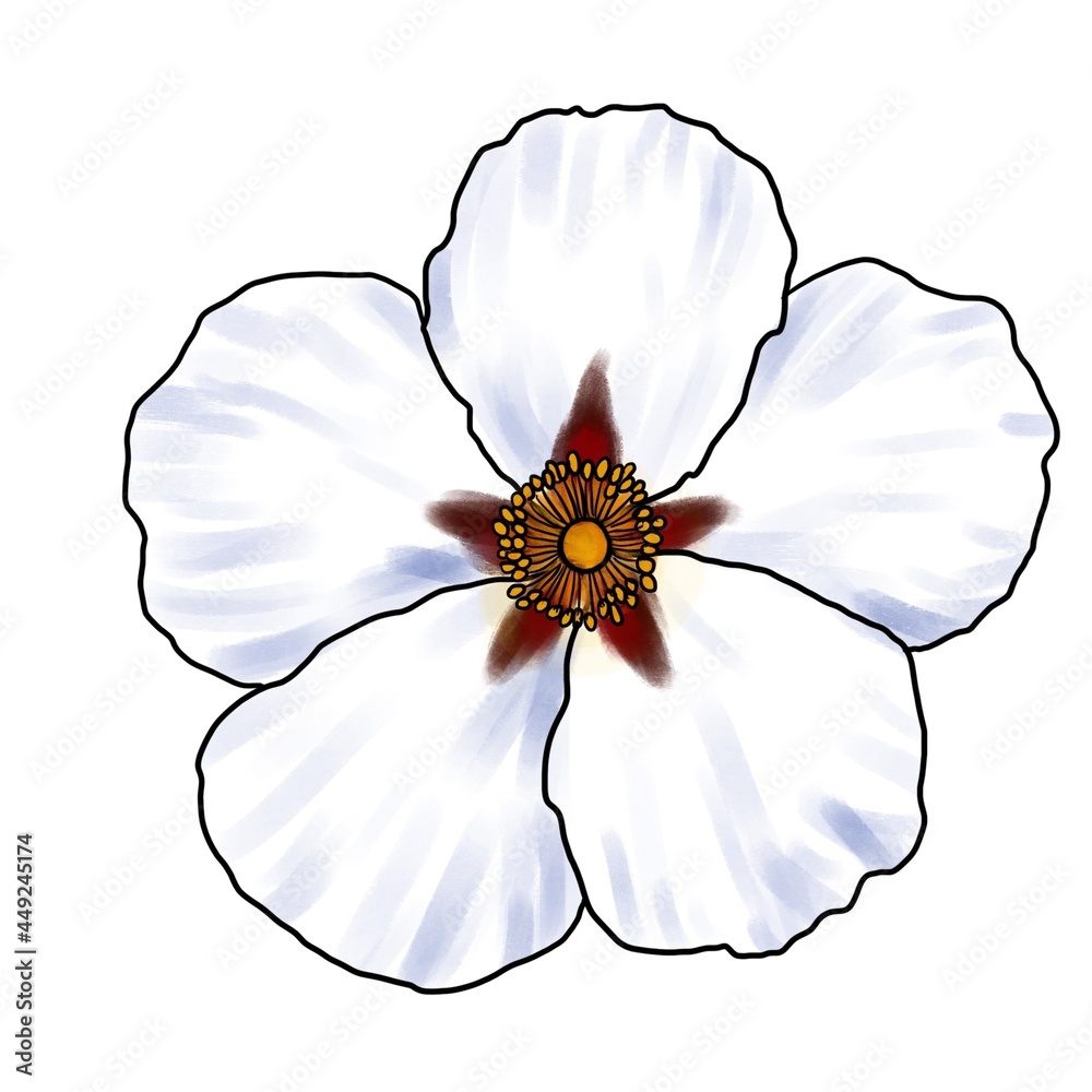 drawing flower of labdanum isolated at white background, Cistus ...