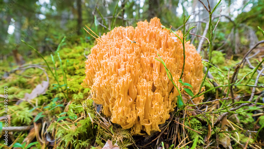 Goatsbeard (Ramaria flava) in pine forests of Eastern Baltic (Gulf of ...