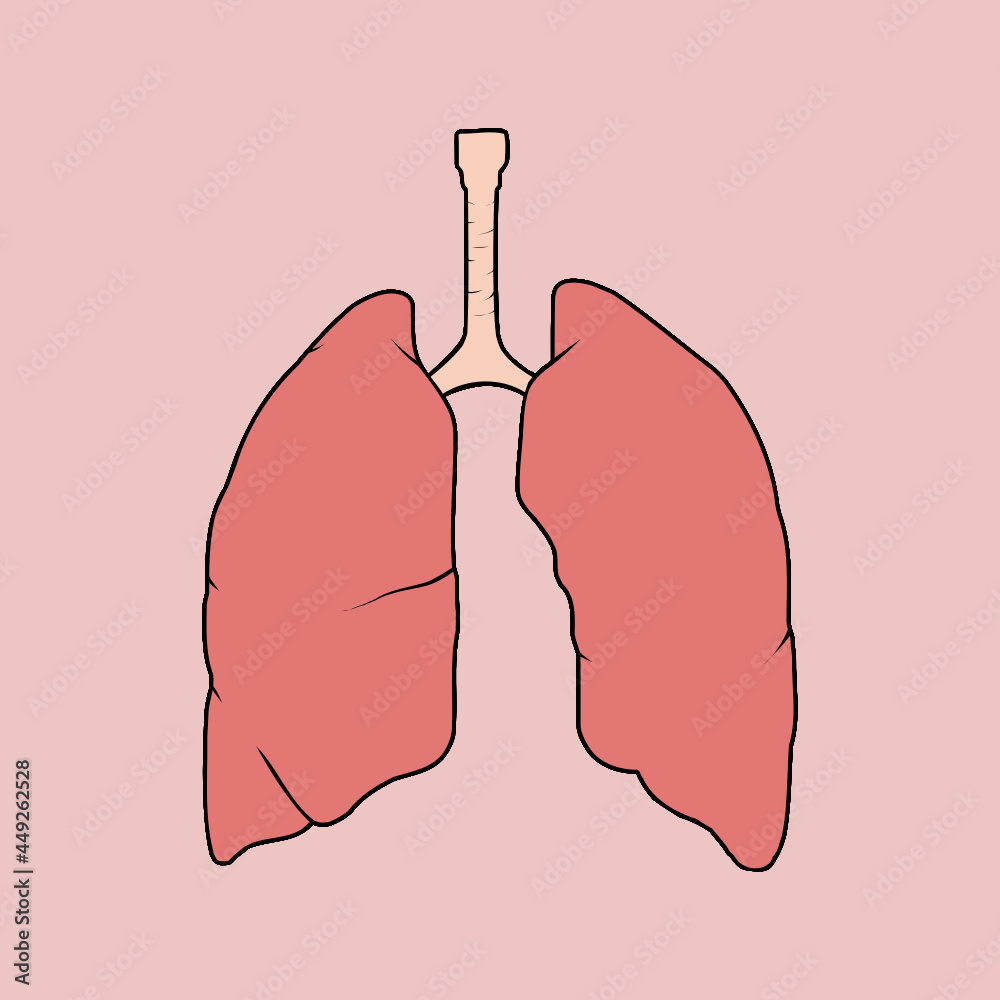 Human lungs anatomy, medically illustration, respiratory system ...