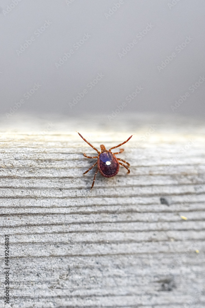 Poster The white spot on its back identifies this tick as a female Long ...