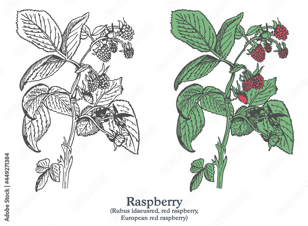 Raspberry Plant Drawing