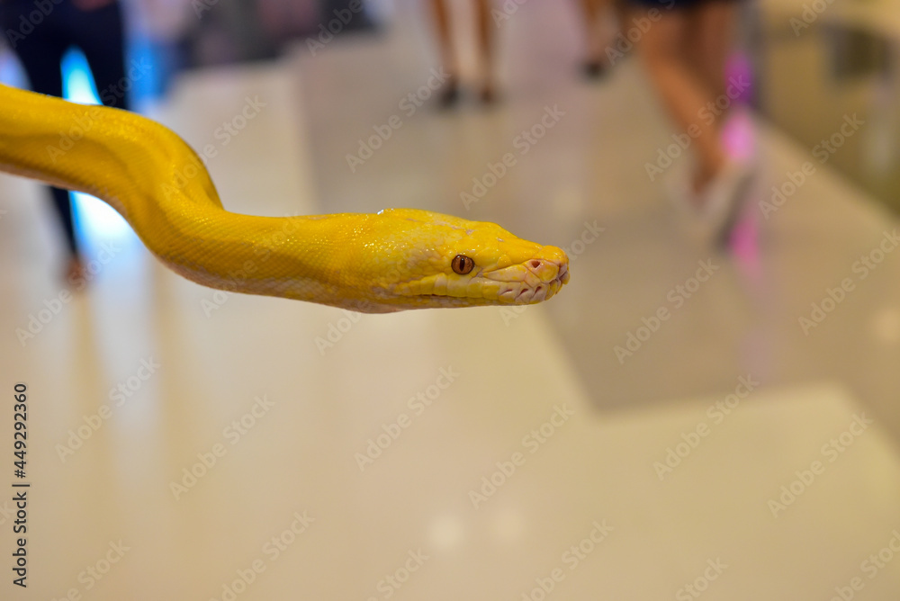 Rayong Thailand August 04 2019 blur Snake albino ball python on white ...