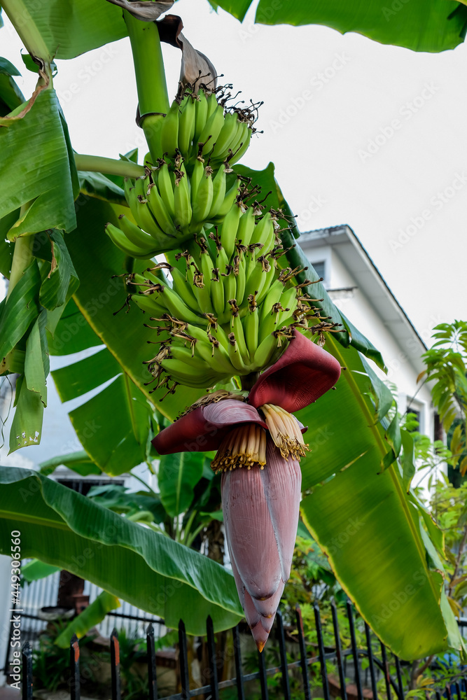 Banana trees are natives to tropical rainforest countries in the asia ...