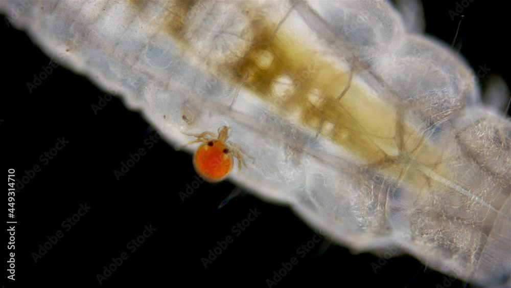 Larva mite Hydrachnidia and Hydrophilidae larva under a microscope. The ...