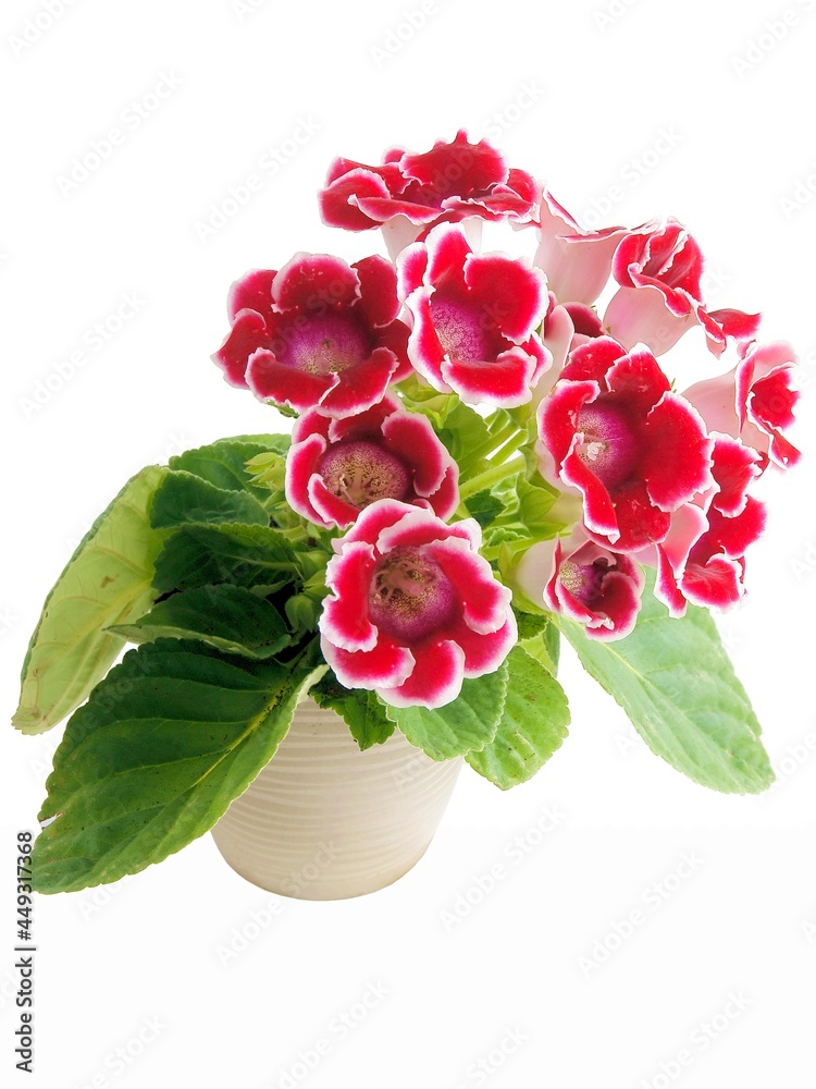 beautiful red flowers of Sinningia speciosa potted plant close up Stock ...
