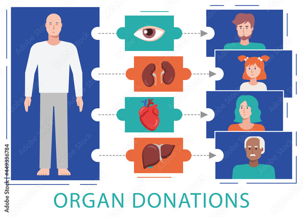 Organ donation flat vector illustration shows a process of organ ...