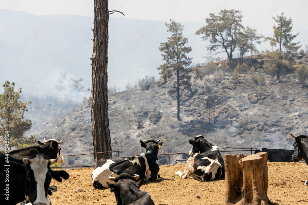 cattle survivors of fire look at burning trees foto de Stock | Adobe Stock