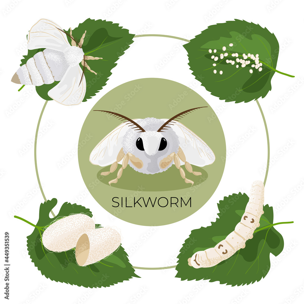 Silkworm. Stages of development of the life cycle. Egg, caterpillar ...