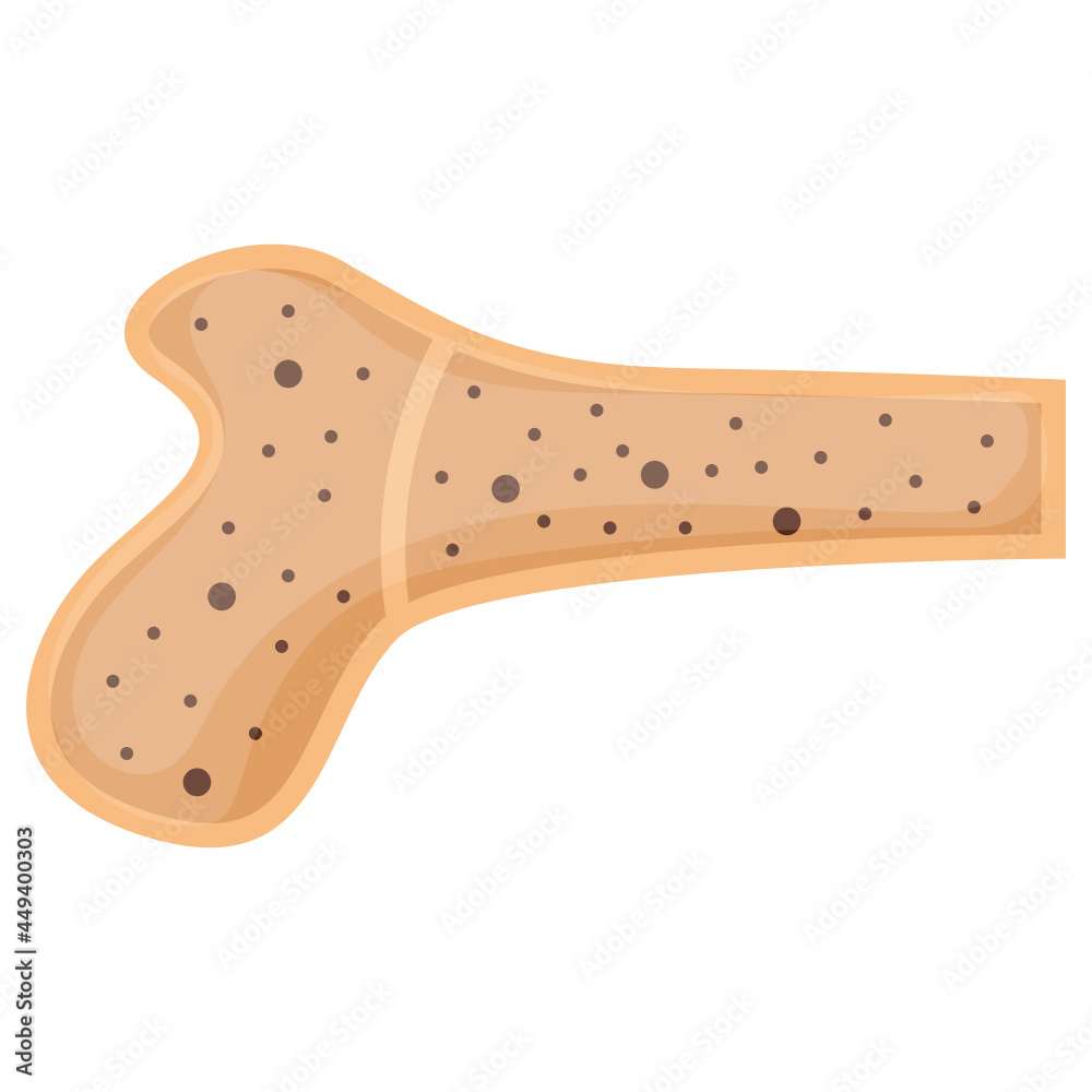 Bone Marrow Concept, Stem Cells Vector color Icon Design, Organ System ...