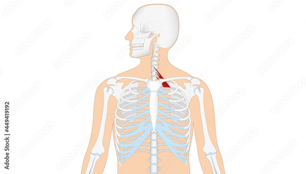 Anatomie - Muskulatur des Menschen - Musculi scaleni Stock Illustration ...