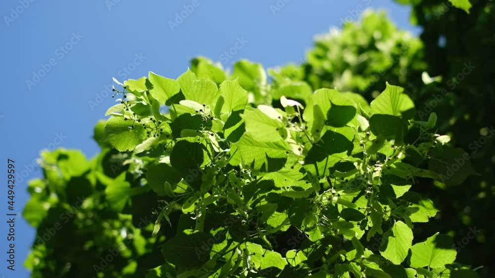 Fresh green linden tree leaves and buds blowing by the wind against the ...