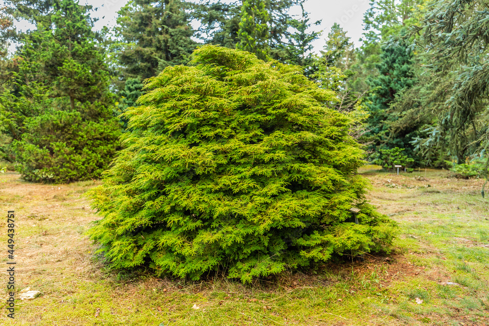 Solitaire Hinoki cypress or Japanese cypress, Chamaecyparis obtusa ...