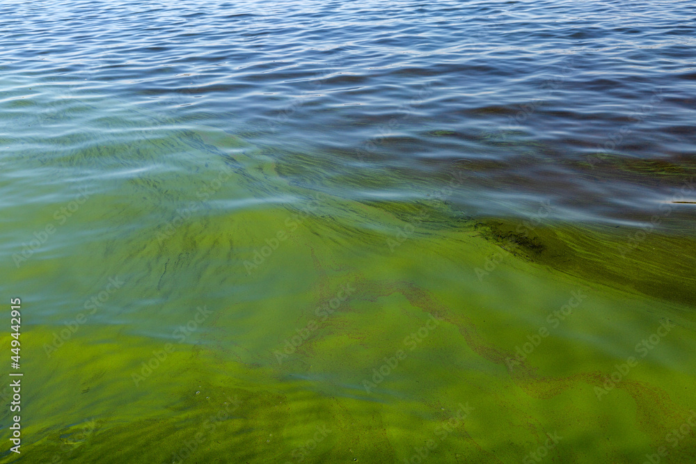Green algae on water surface due to pollution of phosphates. Stock ...