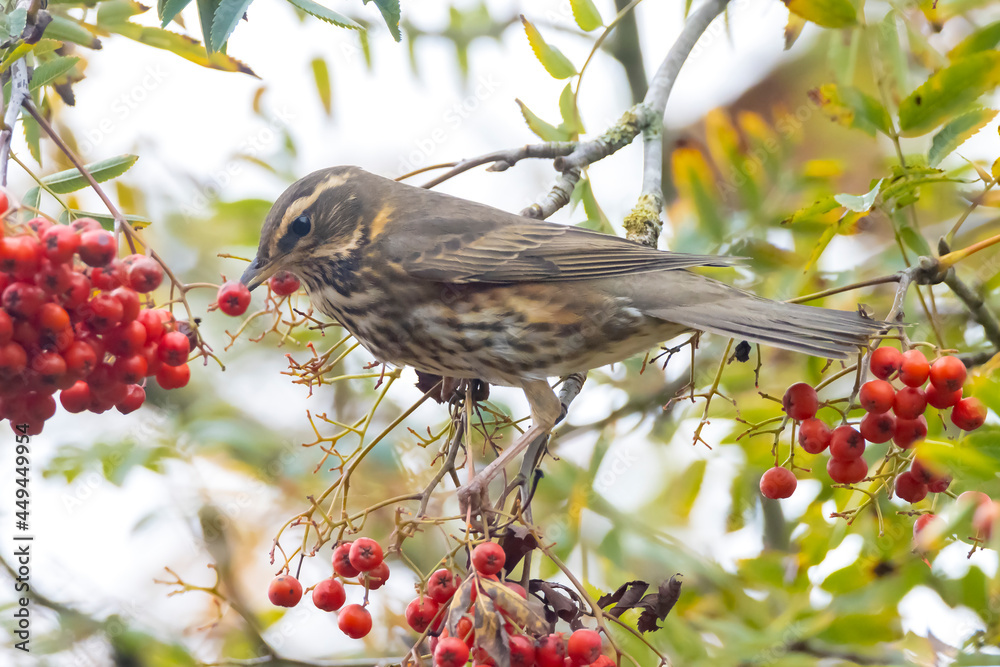 Redwing Turdus iliacus bird eating berries Stock Photo | Adobe Stock