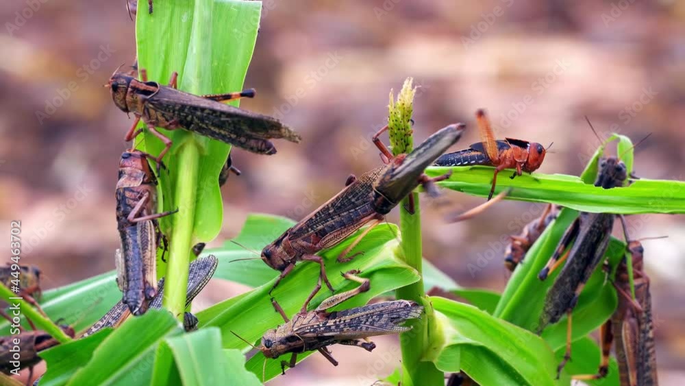 Crops eaten quickly by locusts, grains about to be out of production ...