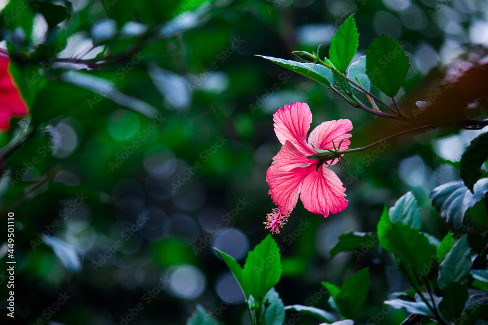 Hibiscus flower in the mallow family, Malvaceae. Hibiscus rosa-sinensis ...