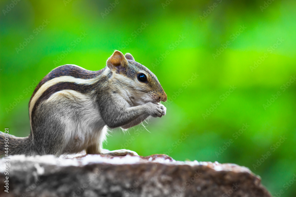 Close-up of a Indian Palm Squirrel or Rodent or also known as the ...
