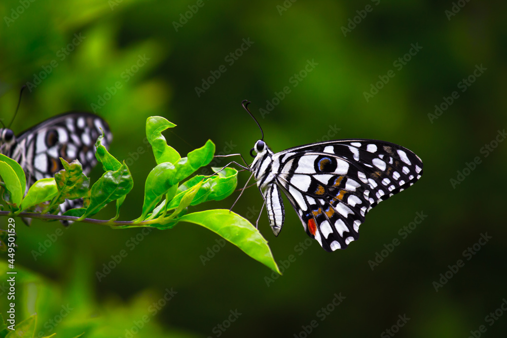 Papilio demoleus is a common and widespread swallowtail butterfly. The ...