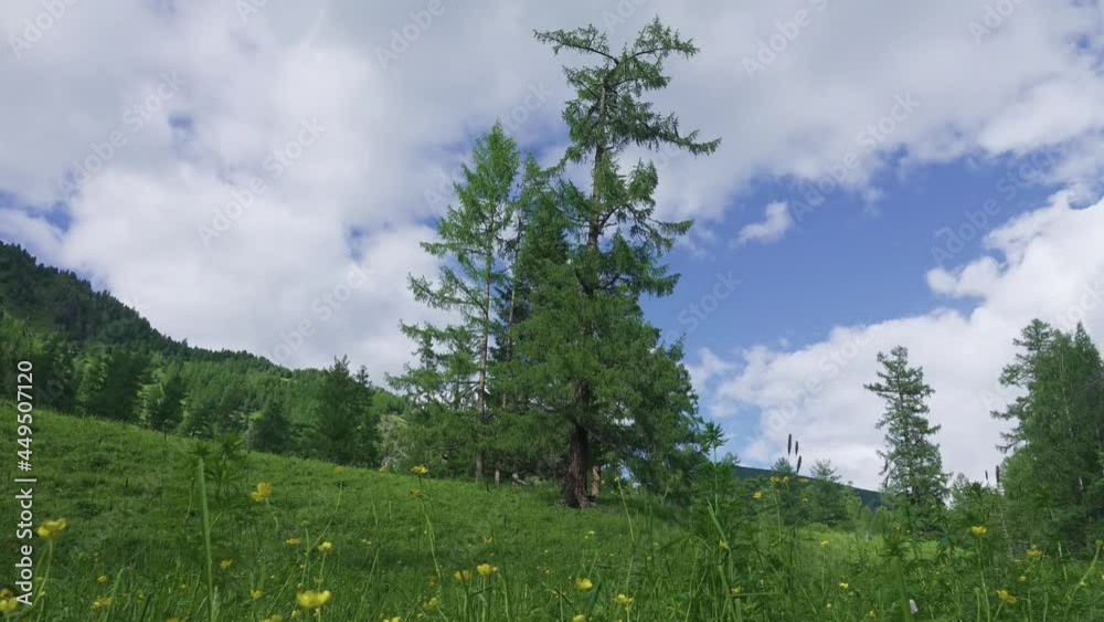 Altitudinal zonation. Mountain flowering meadows and a belt of ...