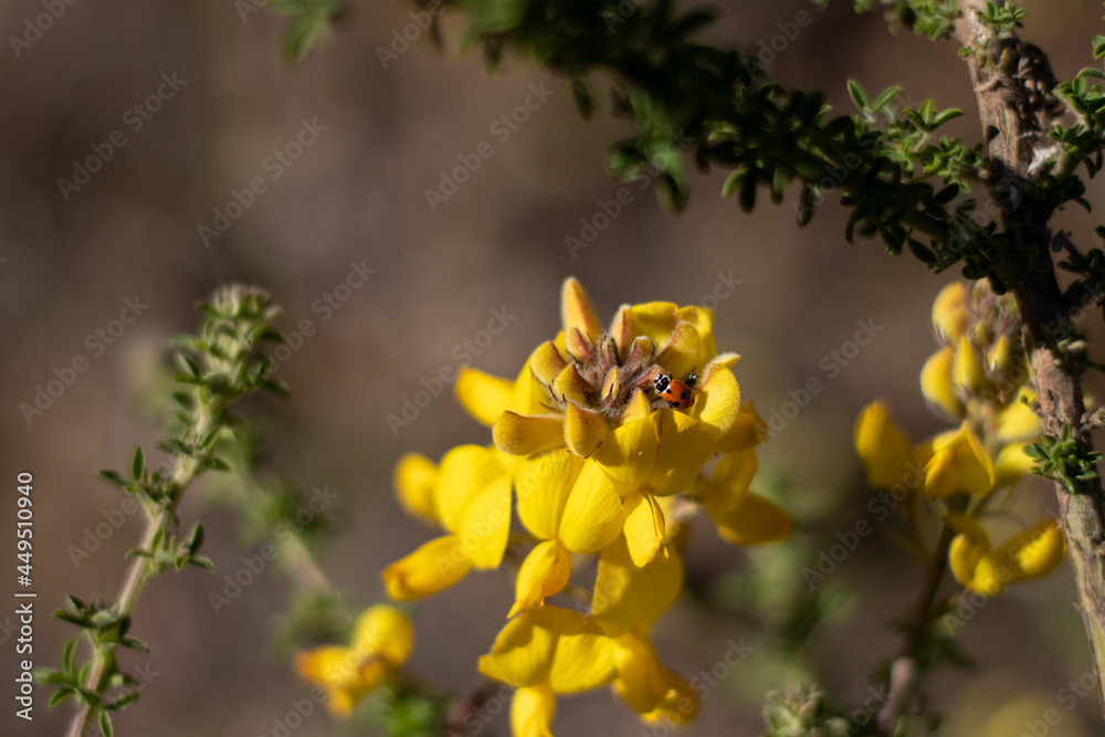Red ladybug on a bright, deep yellow compound lipped flower. Natural ...