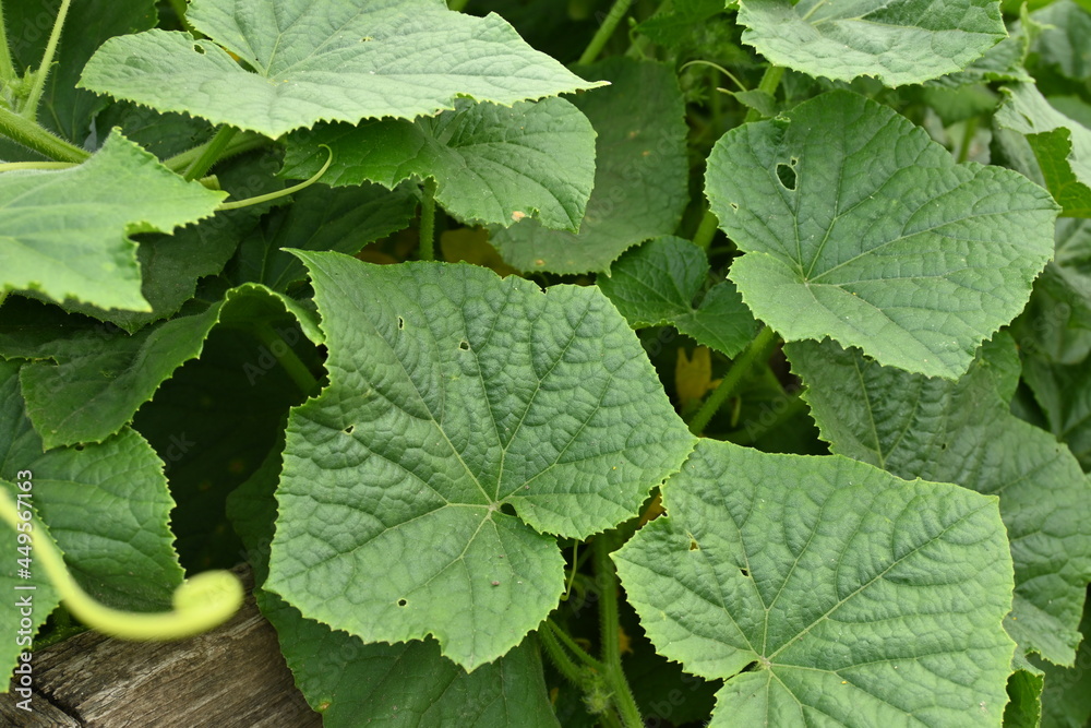 Young Cucumber Plant