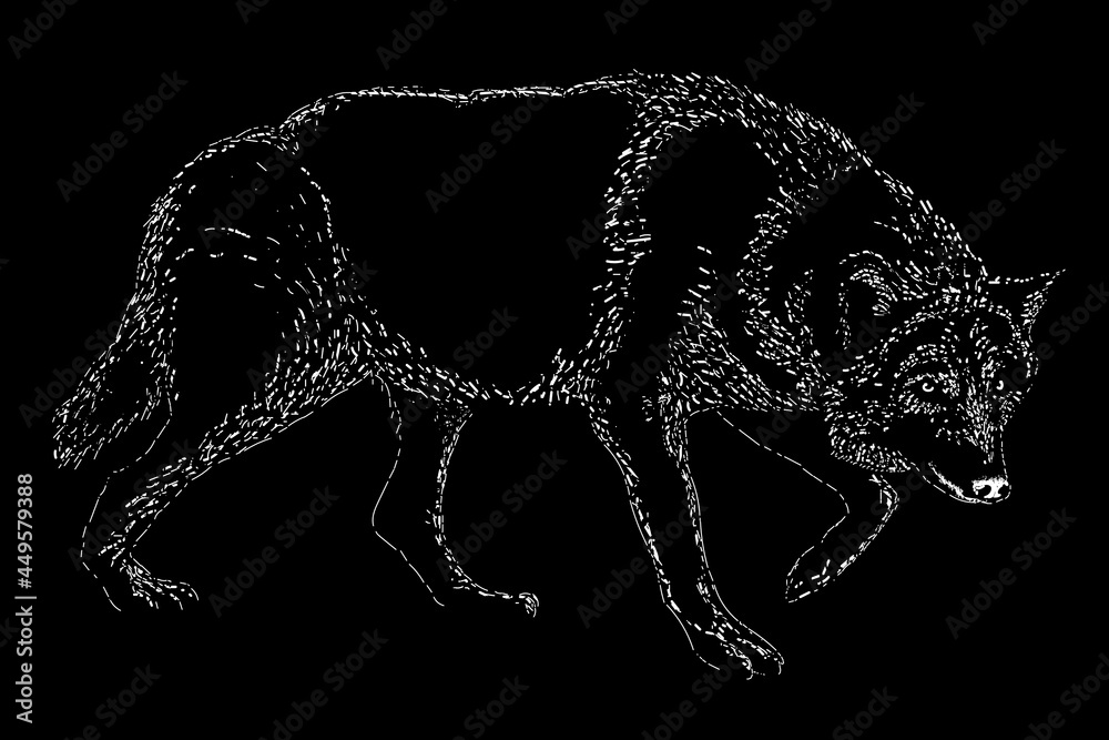 grey wolf scratch vector hand drawing illustration. vector isolated ...